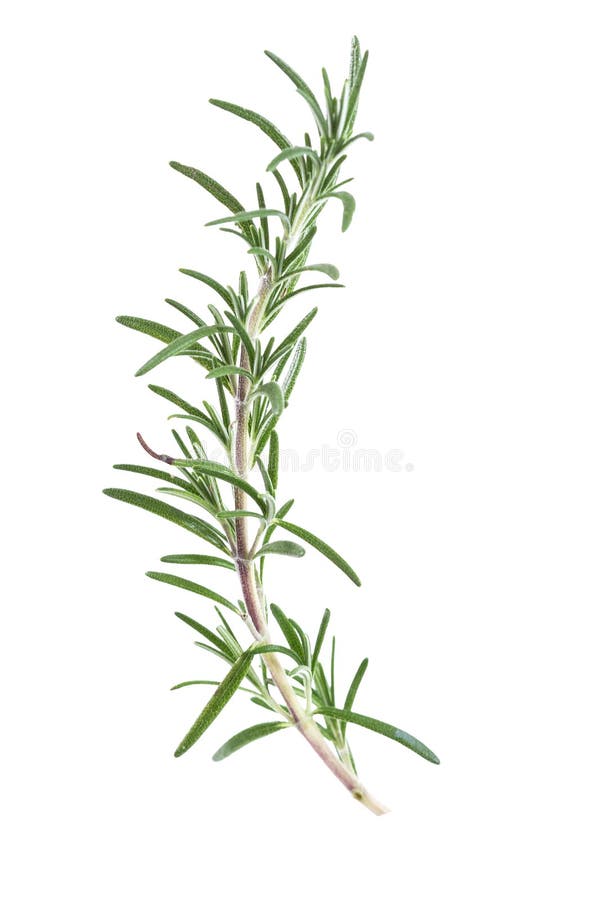 Bunch of Rosemary Stalks Isolated Stock Photo - Image of healthy ...