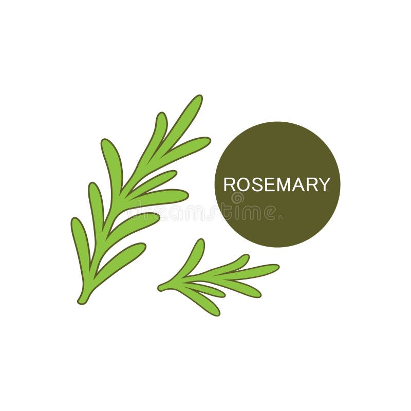 Rosemary Leaf Vector Logo Illustration Template Stock Vector ...
