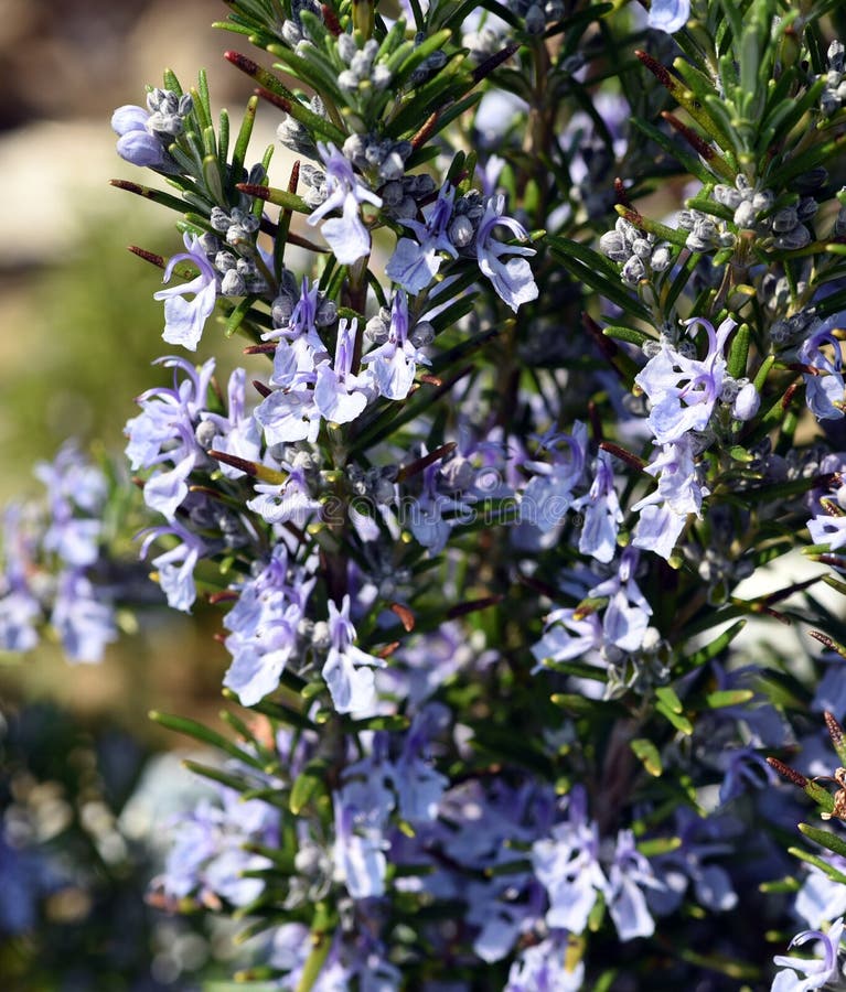 Rosemary officinalis stock photo. Image of rosemary - 267307516