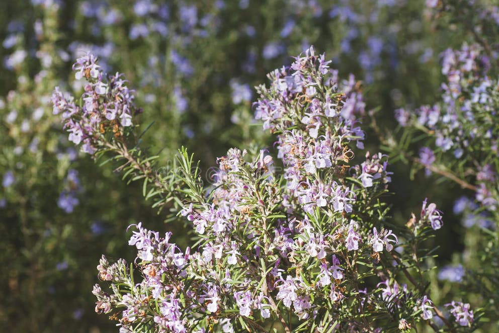 Rosemary Pink Flowers in Spring Stock Image - Image of aromatic, green ...