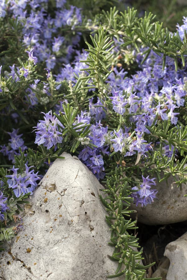 Rosemary stock image. Image of garden, single, cooking - 52826117