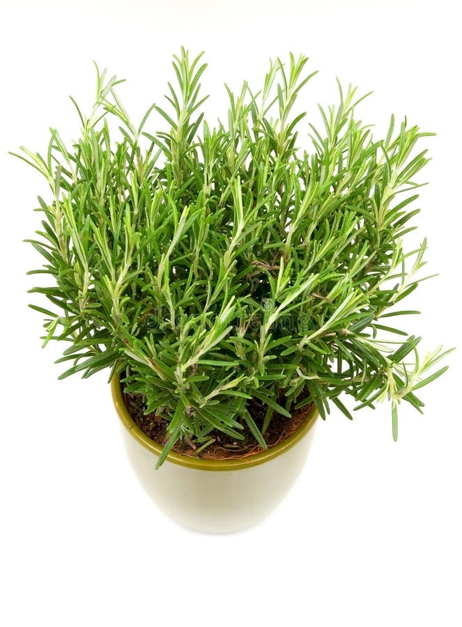 Potted rosemary plant stock image. Image of fragrant - 33280823