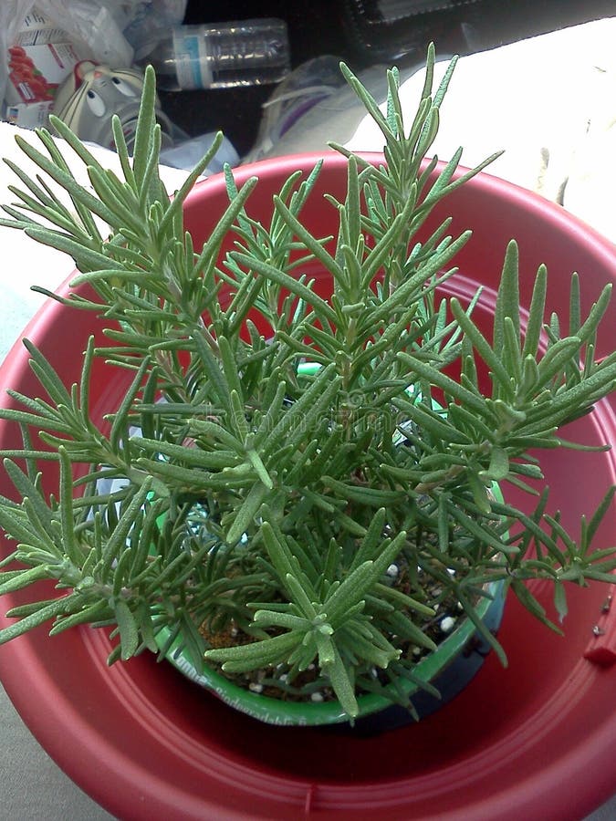 Rosemary stock image. Image of potted, small, rosemary - 75104267