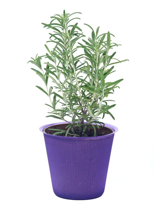 Rosemary in purple pot stock photo. Image of houseplant - 76809472
