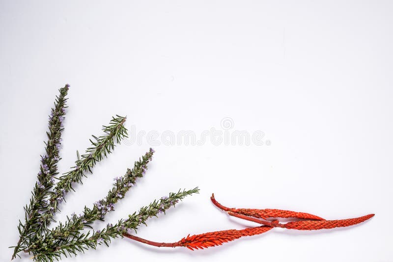 Rosemary and Red Tropical Plant Stock Image - Image of rosemary ...