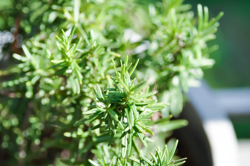 Rosemary, Rosmarinus or Rosmarinus Officinalis Stock Photo - Image of ...