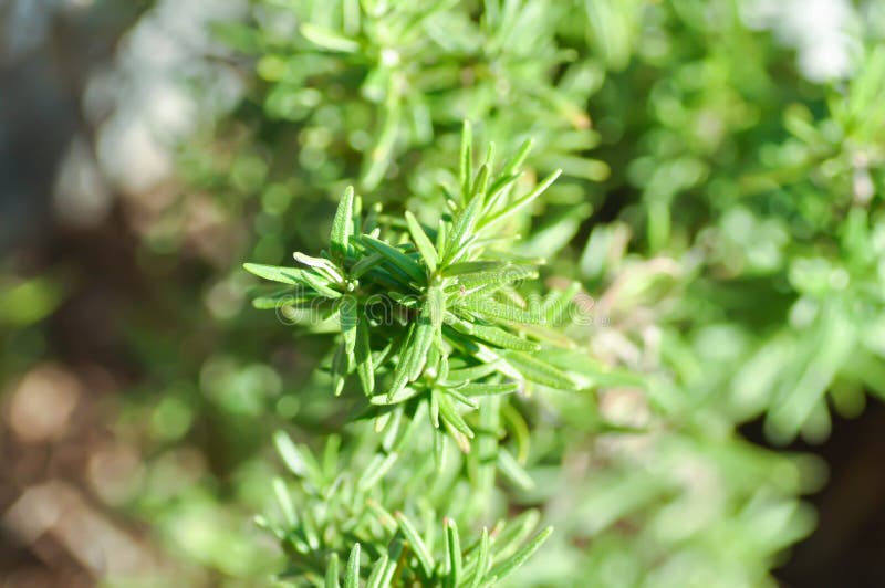 Rosemary, Rosmarinus or Rosmarinus Officinalis Stock Photo - Image of ...