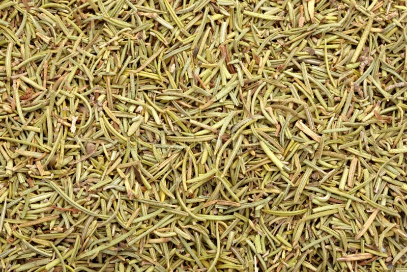 Fennel stock photo. Image of botanical, bunch, food, seed - 15370102