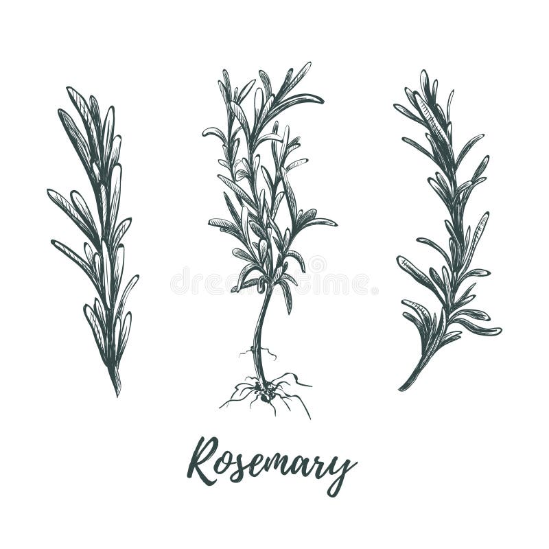 Rosemary Set Sketch Vector Illustration. Stock Vector - Illustration of ...