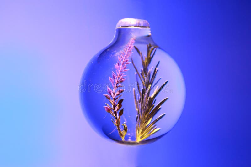 Rosemary in a Sphere Glass Jar Stock Image - Image of ball, light ...