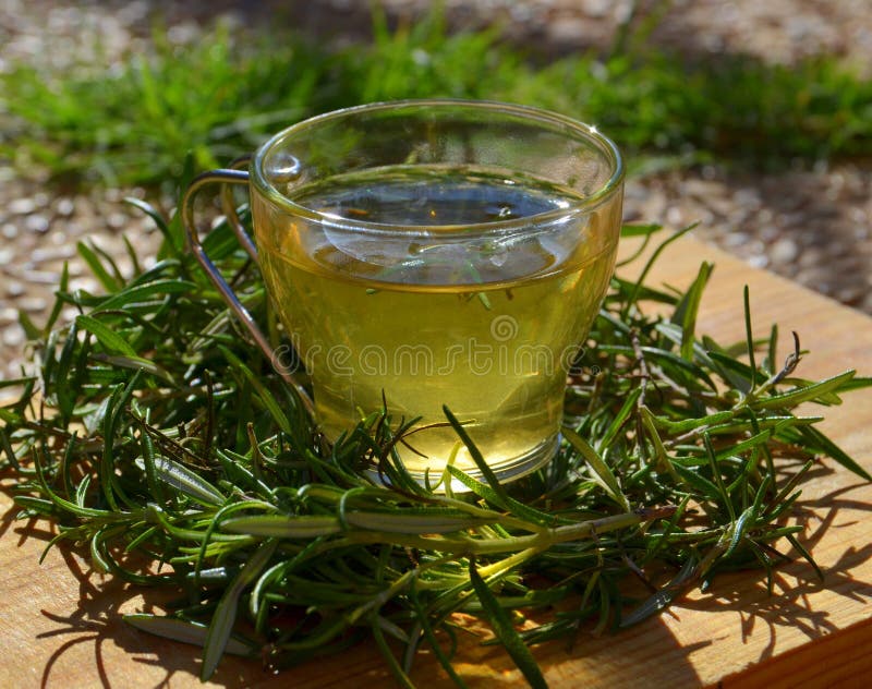 Rosemary. stock photo. Image of food, healthy, growing - 53568794