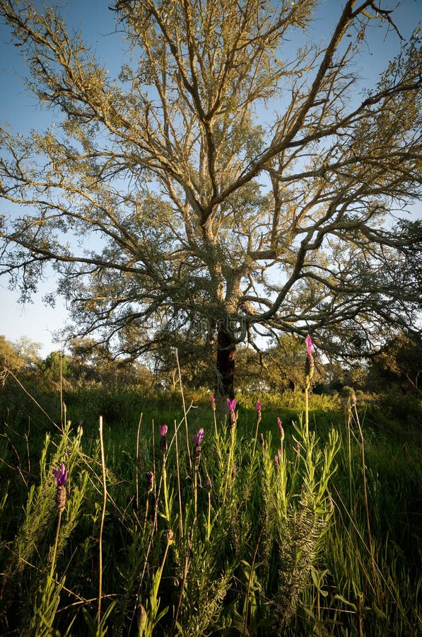 Rosemary by the tree stock image. Image of branches - 213546649