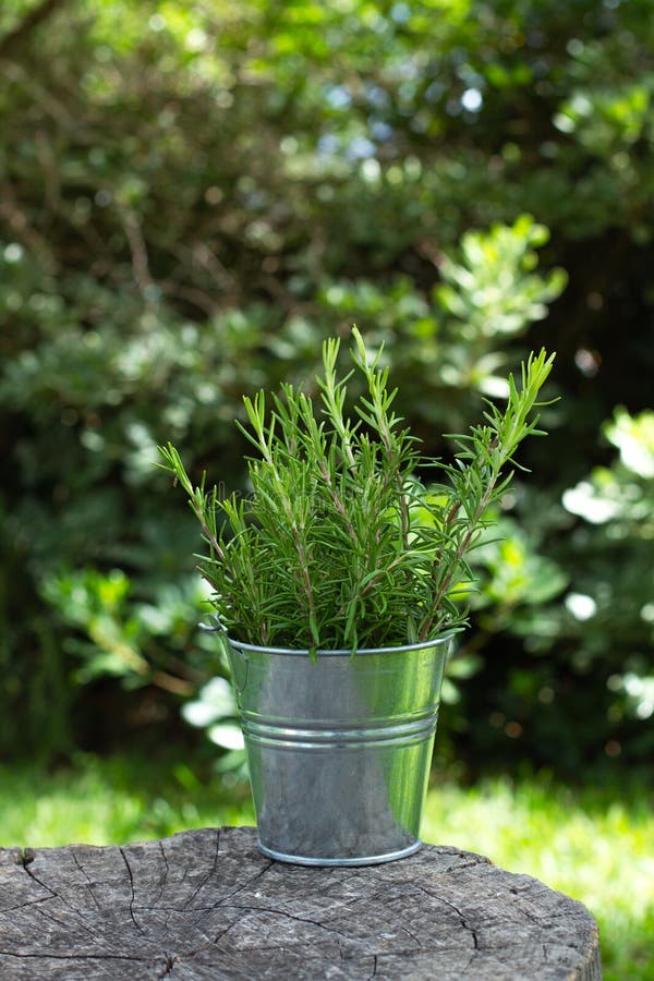 Rosemary Twigs in a Galvanized Bucket on a Tree Trunk Stock Photo ...