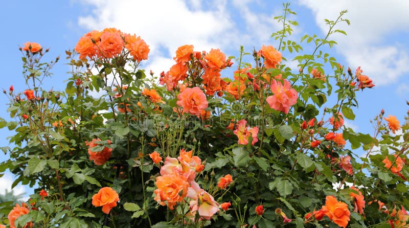 Rosenbusch stockfoto. Bild von botanik, schönheit, garten - 5938622