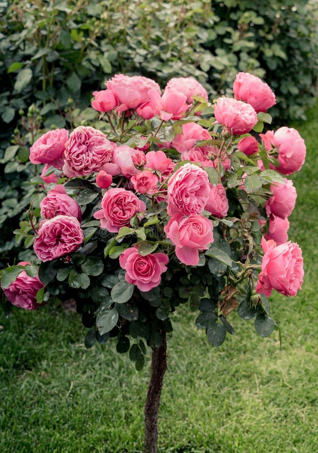 Erblassen Sie - Rosa Standardrosenbusch Stockfoto - Bild von betrieb ...