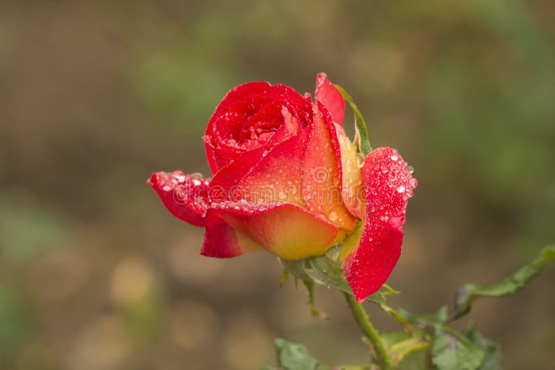 Rosen bedeckt mit Tau stockbild. Bild von elegant, nahaufnahme - 34570457