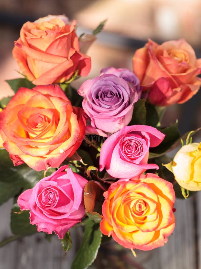 Rosen in Einem Regenbogen Von Farben Stockbild - Bild von frühling ...