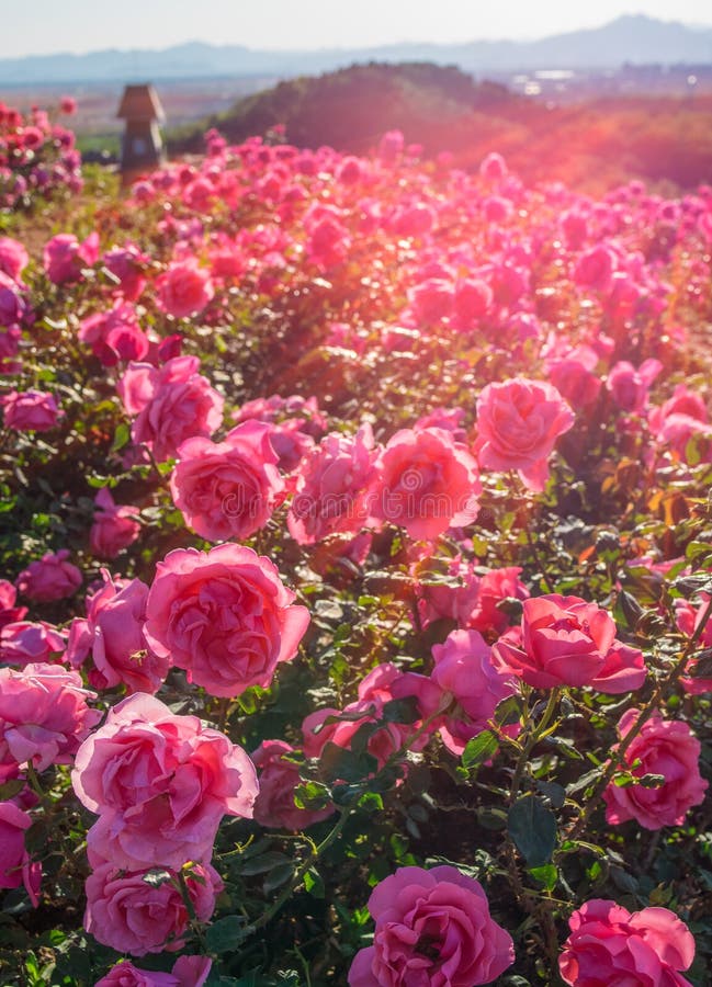 Rosen-Feld stockfoto. Bild von draussen, romantisch, parfümiert - 71519718