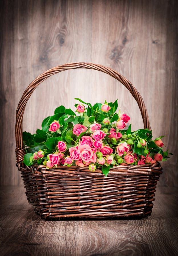 Rosen im Korb stockbild. Bild von schere, frisch, pruner - 31002237