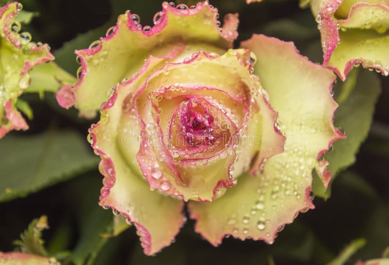 Rosen mit Tau - Gelb stockbild. Bild von rosa, glückwünsche - 69869733