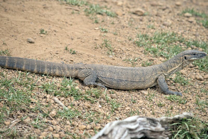 This is a Side View of a Rosenberg Lizard Stock Photo - Image of ...