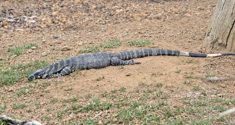 This is a Side View of a Rosenberg Lizard Stock Photo - Image of ...