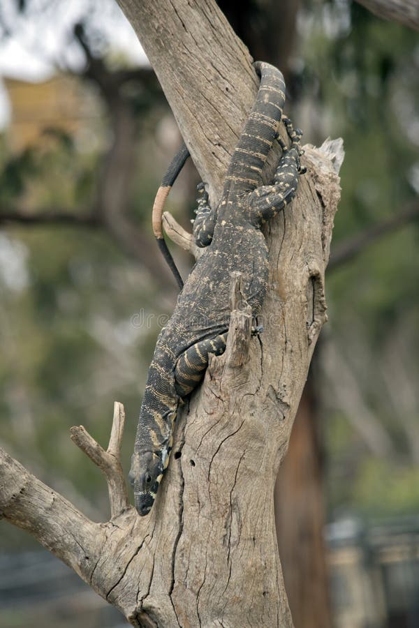The Rosenberg Monitor is Climbing Down the Tree Stock Photo - Image of ...