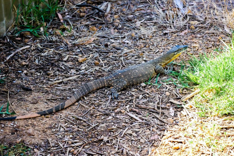 Goanna Standing Stock Photos - Free & Royalty-Free Stock Photos from ...