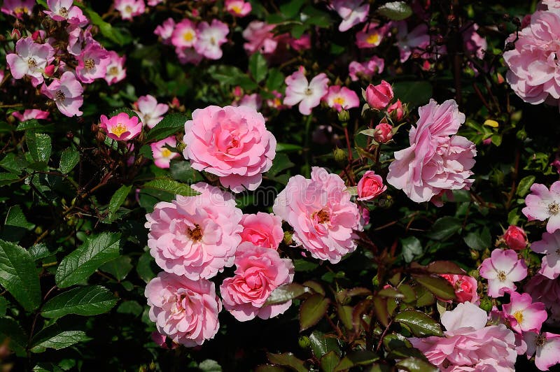 Rote Rosen im Garten stockfoto. Bild von busch, betrieb - 32504120