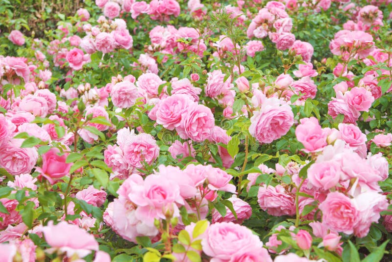 Rosenbusch stockfoto. Bild von blumen, busch, rosa, botanik - 5938622