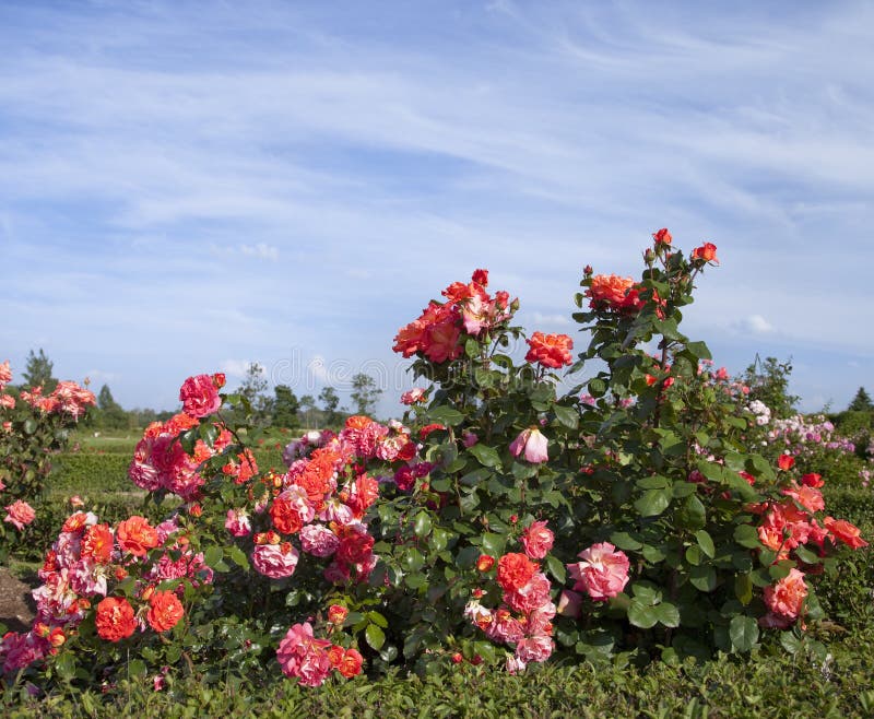 Rosenbusch stockfoto. Bild von nave, pflanzen, blume - 27470864