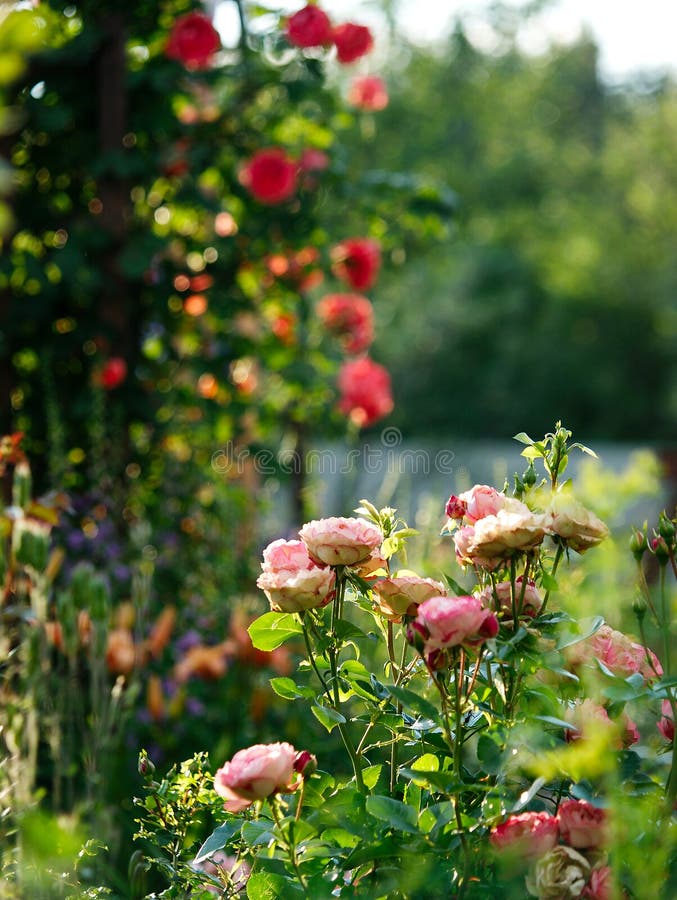 Rosenbusch in Einem Garten. Stockfoto - Bild von dekoration, betrieb ...
