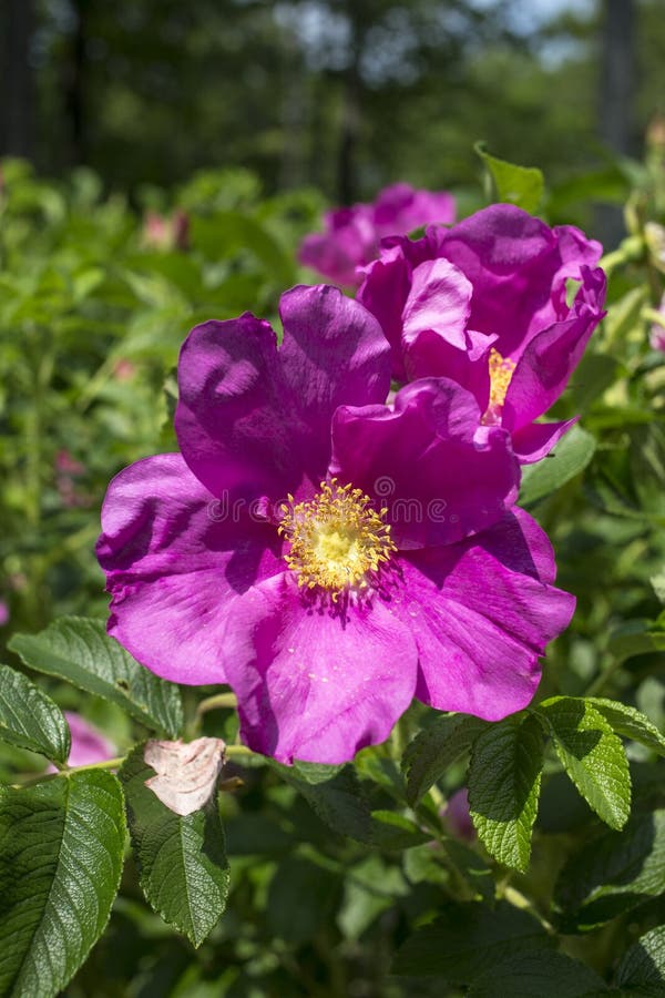 Rosenbusch Rosa Rugosas stockbild. Bild von betriebe - 31811067