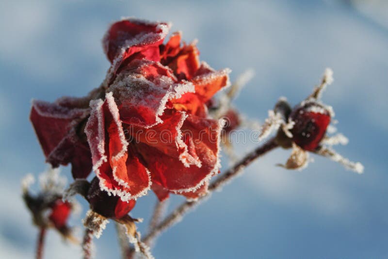 Icy roses stock image. Image of frosty, garden, winter - 3861561
