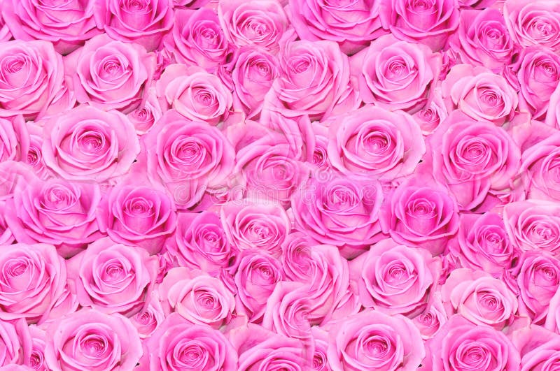 Big Bunch of Multiple Pink Roses of a Bride Stock Image - Image of ...