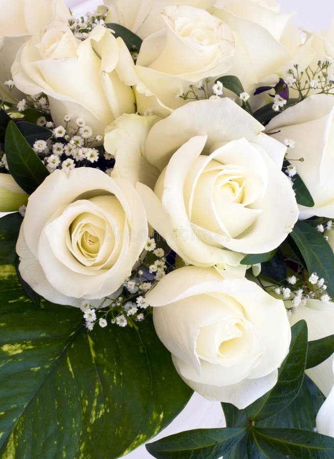 Cream roses stock image. Image of marriage, closeup, flora - 17034849
