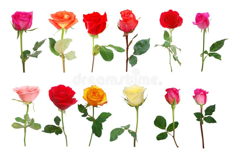 Eight Roses Seen from Above Stock Photo - Image of botany, flower: 2991168