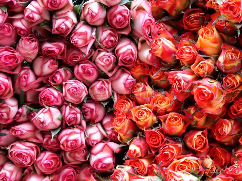 Roses stock photo. Image of roses, rose, colors, flower - 2022056