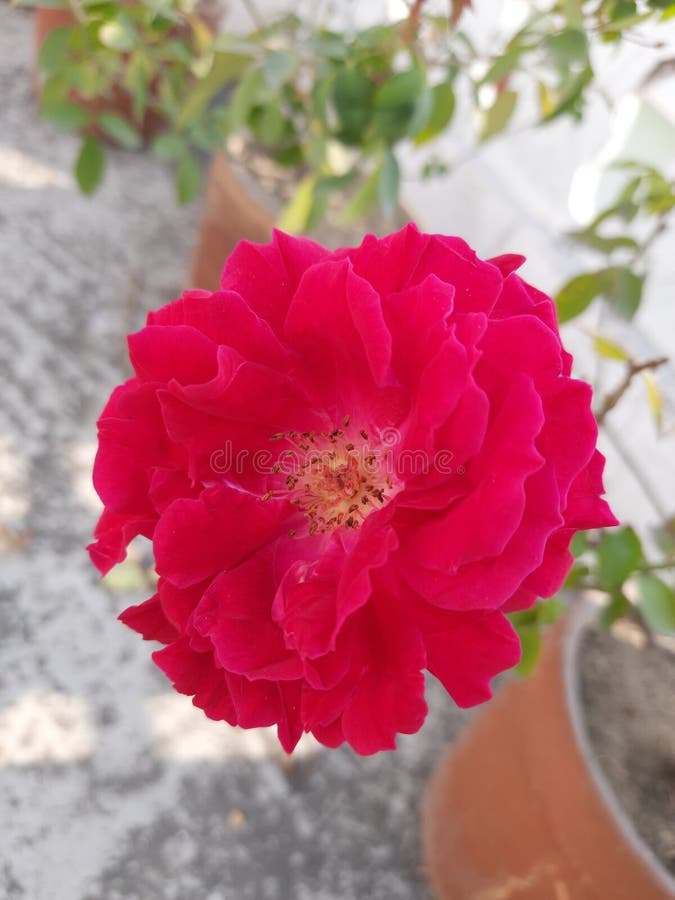 Red Chilli Rose stock image. Image of tulip, beautiful - 210178499