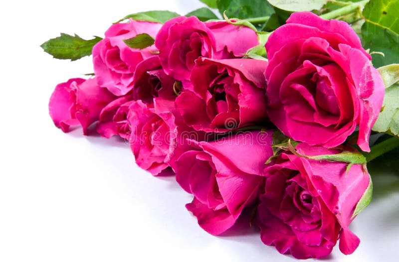 Two beautiful pink roses stock image. Image of romantic - 10066499