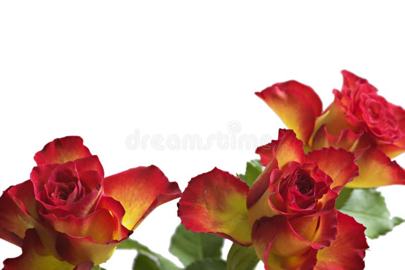 Two red roses 2 stock image. Image of love, honeymoon - 1973147