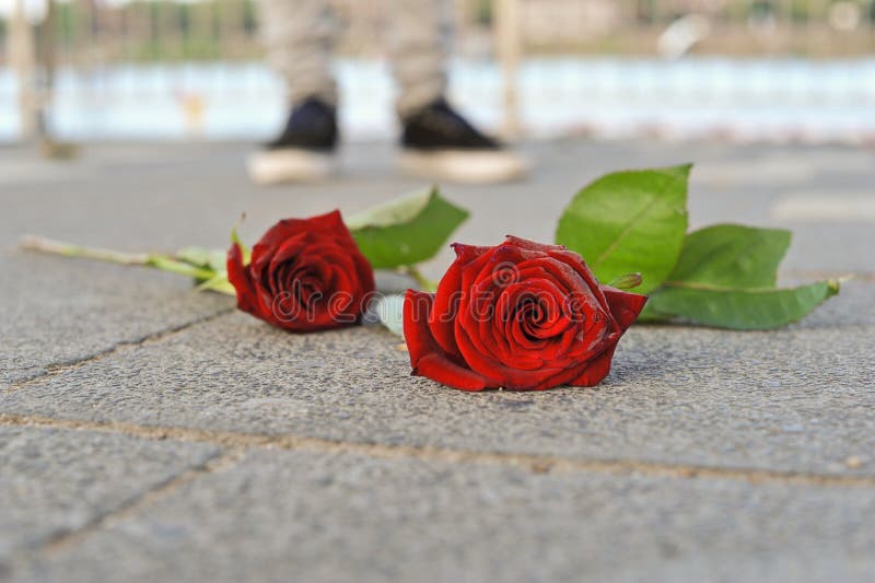 Roses stock image. Image of farewell, broken, sidewalk - 25115239