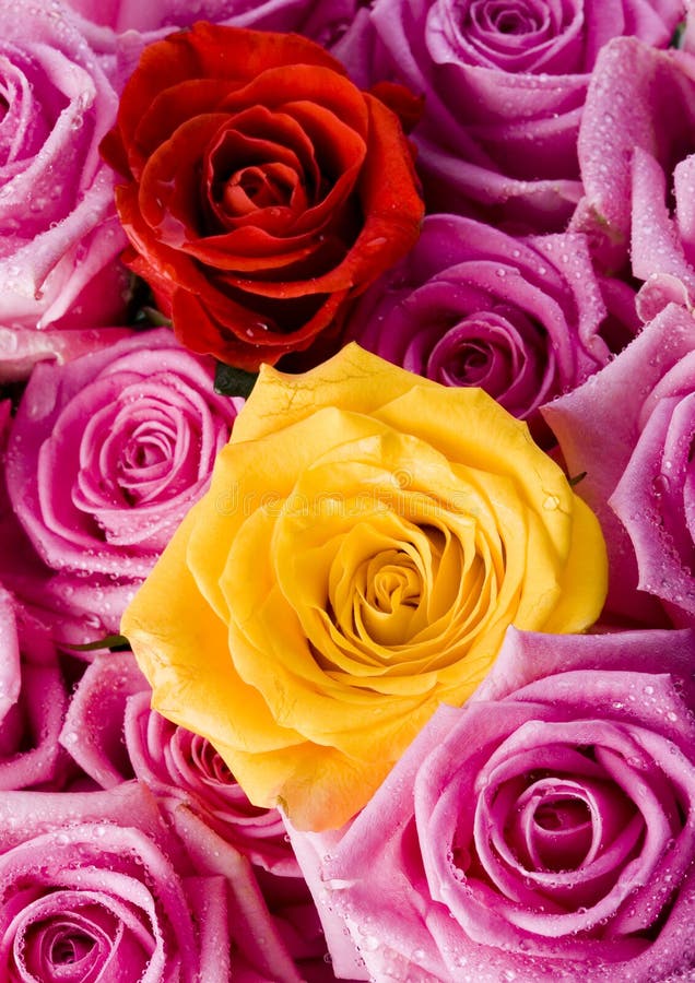 Zen roses stock photo. Image of freshness, feelings, bridal - 2871164