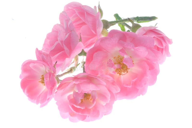 Roses stock image. Image of perfume, petals, nature, flora - 2872361