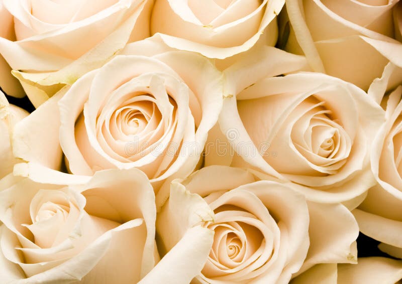 Zen roses stock photo. Image of beauty, colorful, emotion - 2871164