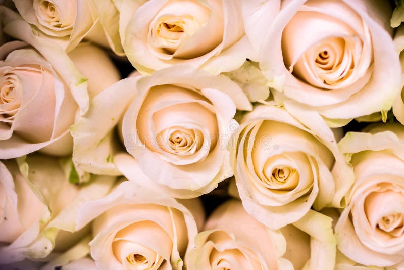 Pastel Yellow Roses with Droplets Background Stock Image - Image of ...