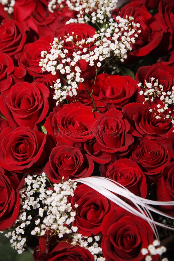Red Roses stock photo. Image of feelings, flora, love, floral - 492530