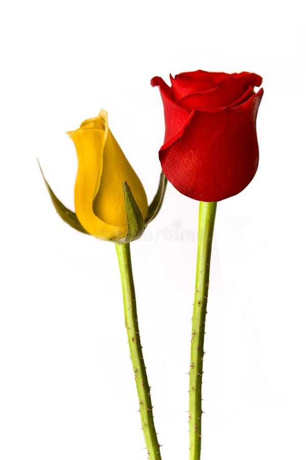 Roses stock image. Image of birthday, romance, blossom - 9853661