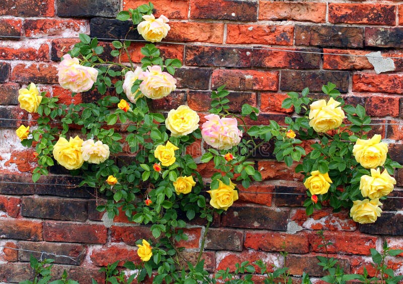 Roses against a wall. stock image. Image of england, bush - 20279765