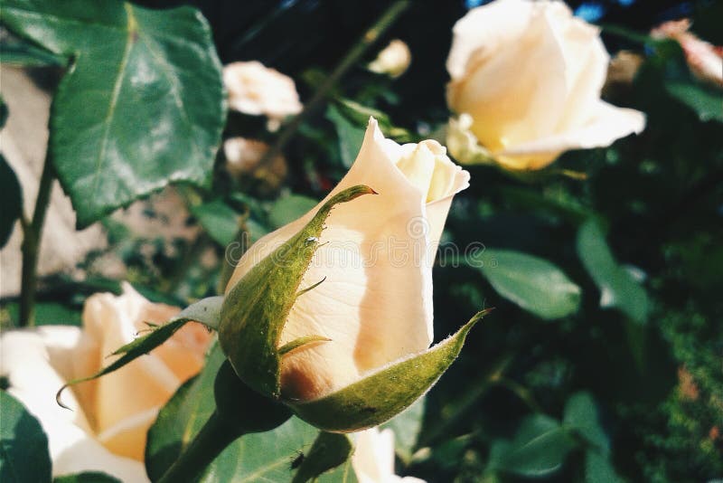 Roses all around stock photo. Image of vsco, roses, processed - 74314688